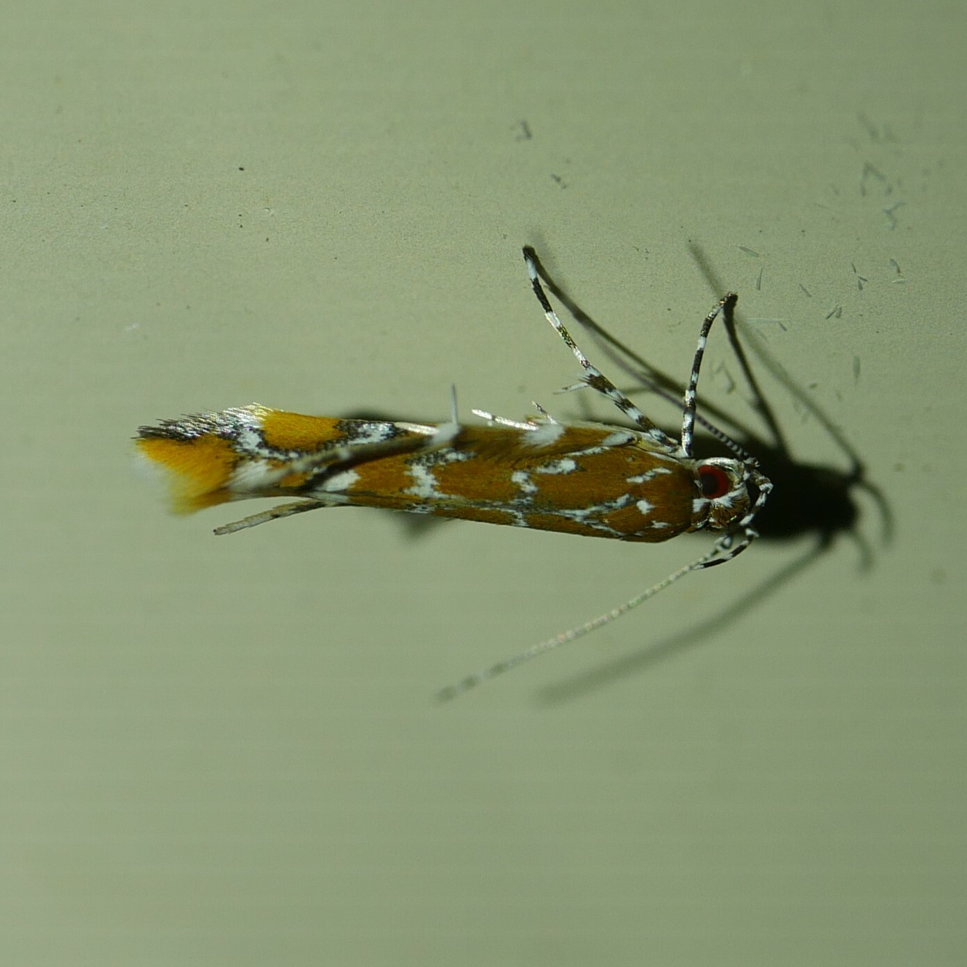 Labdia cyanogramma (Meyrick, 1897)