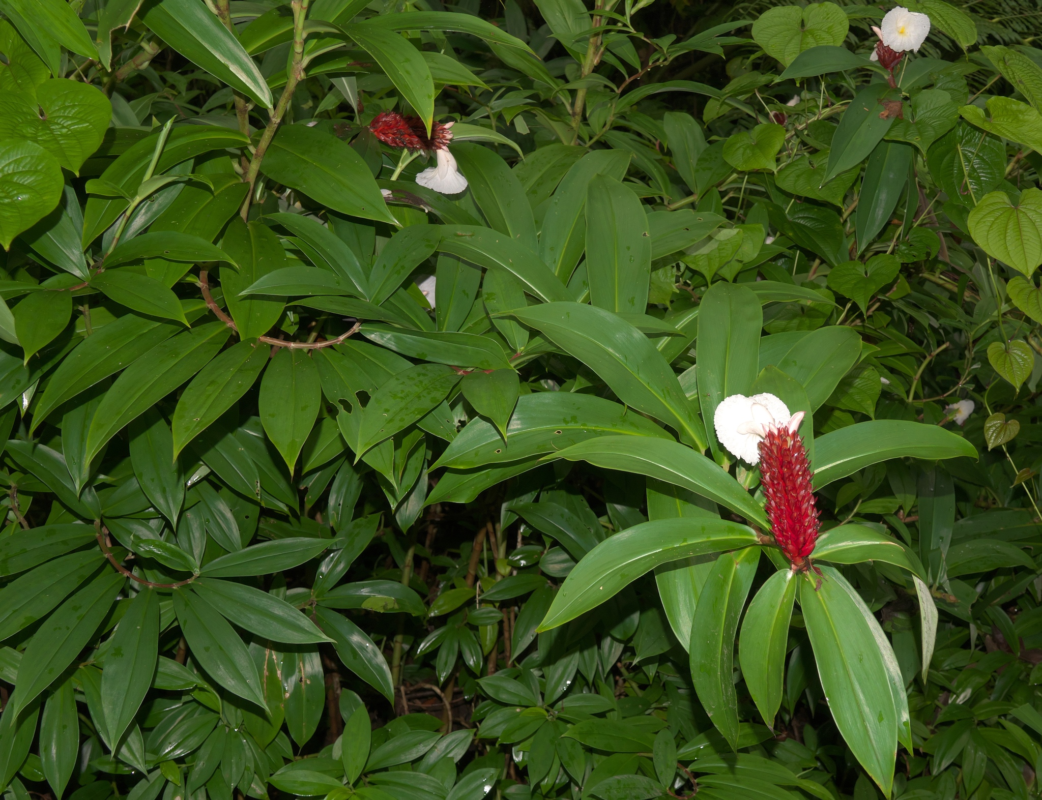 Hellenia speciosa (J.Koenig) S.R.Dutta