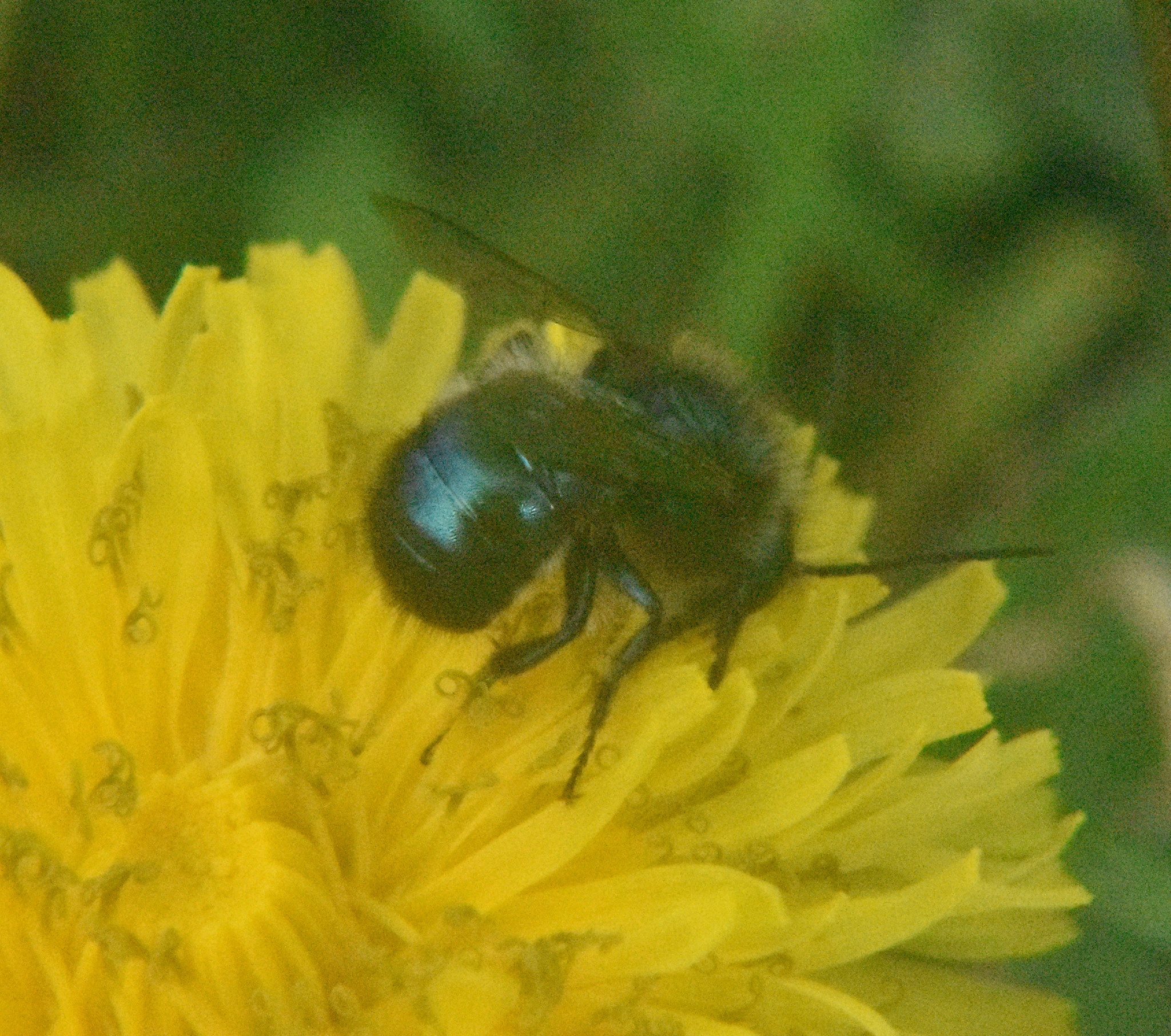 Osmia ribifloris Cockerell, 1900