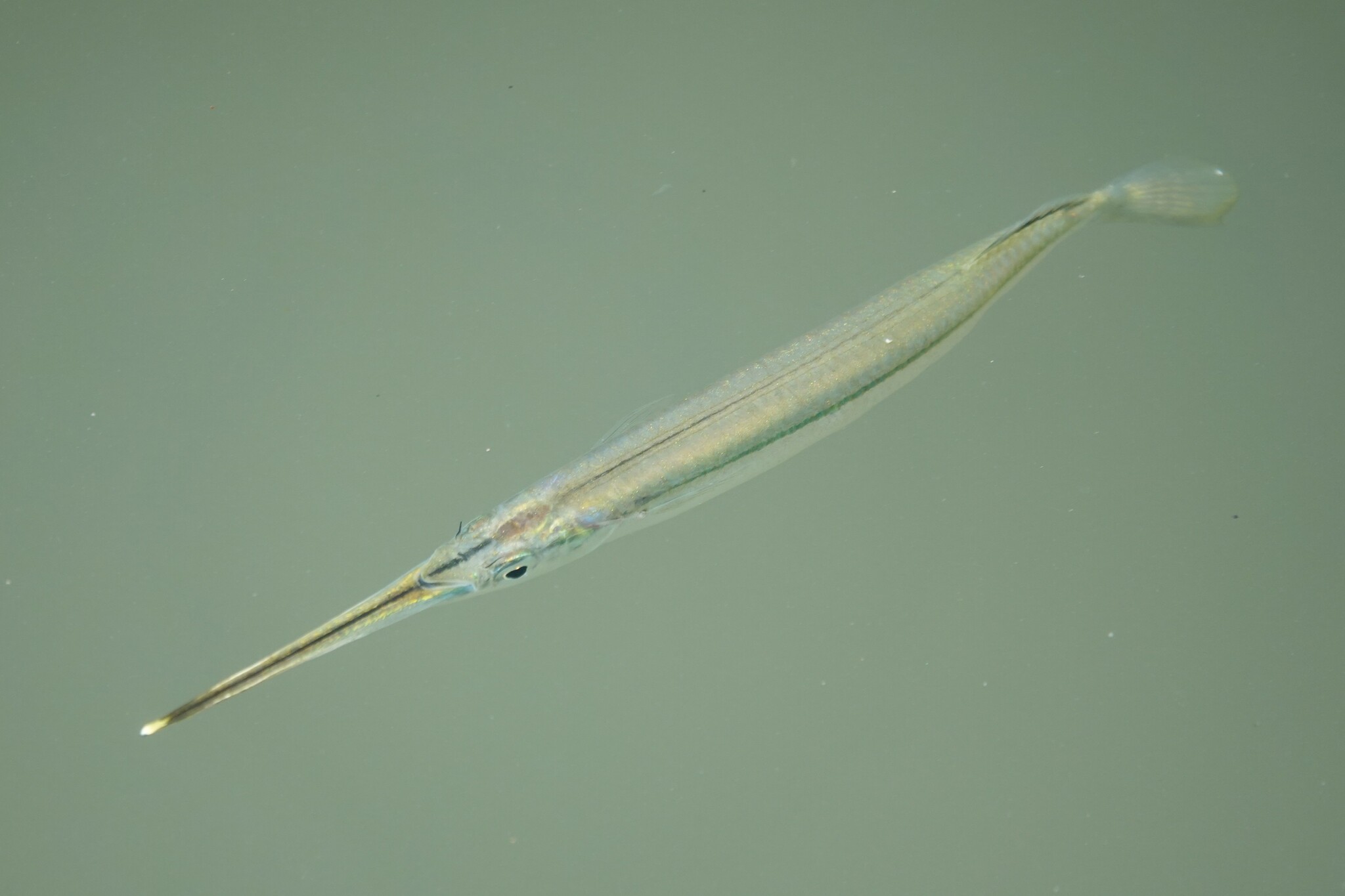 Zenarchopterus buffonis (Valenciennes, 1847)