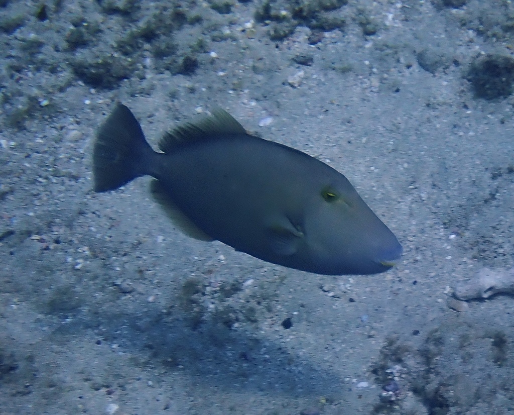 Bridled Triggerfish from Honolulu County, US-HI, US on February 26 ...