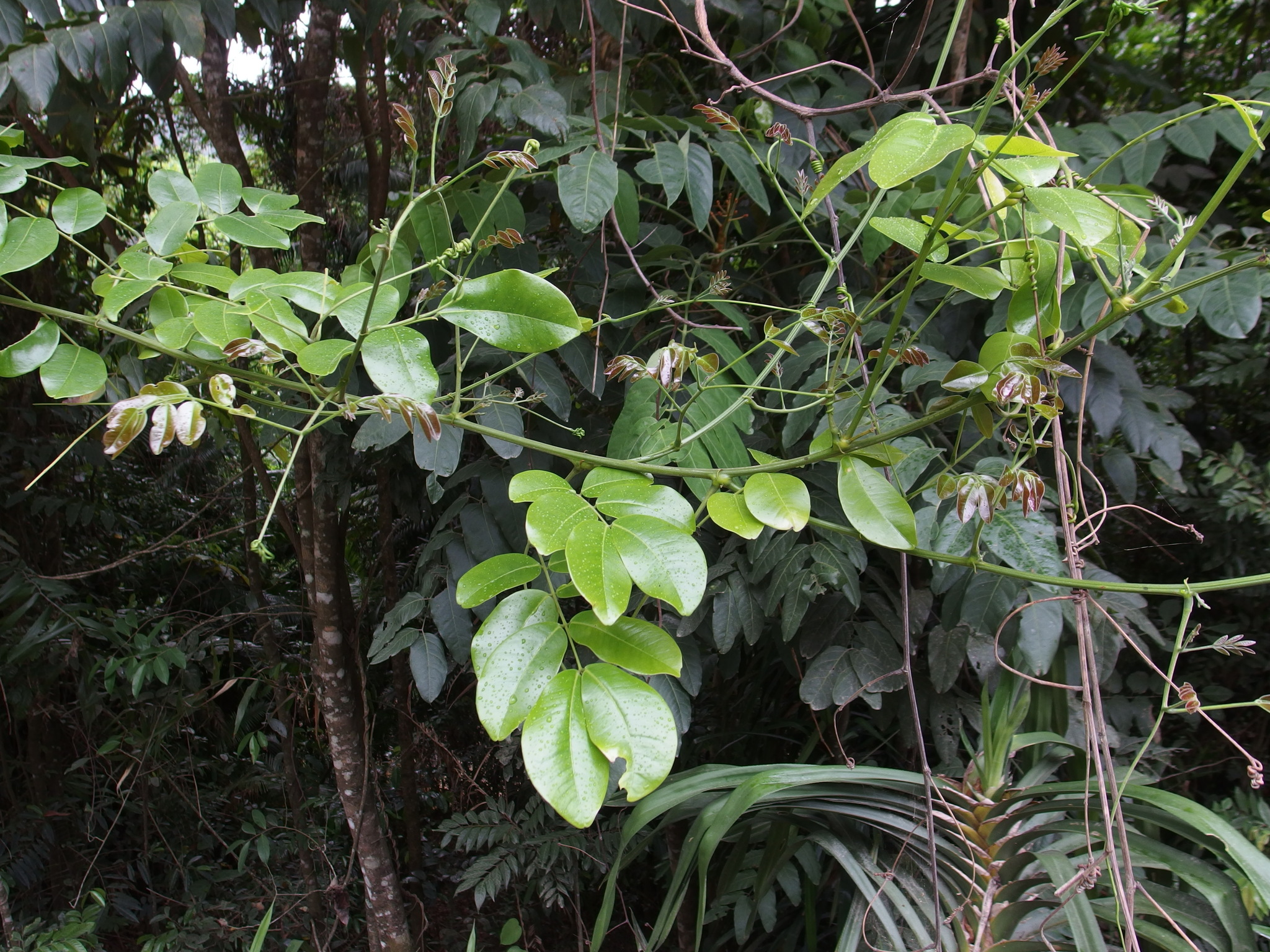Entada rheedei Spreng.