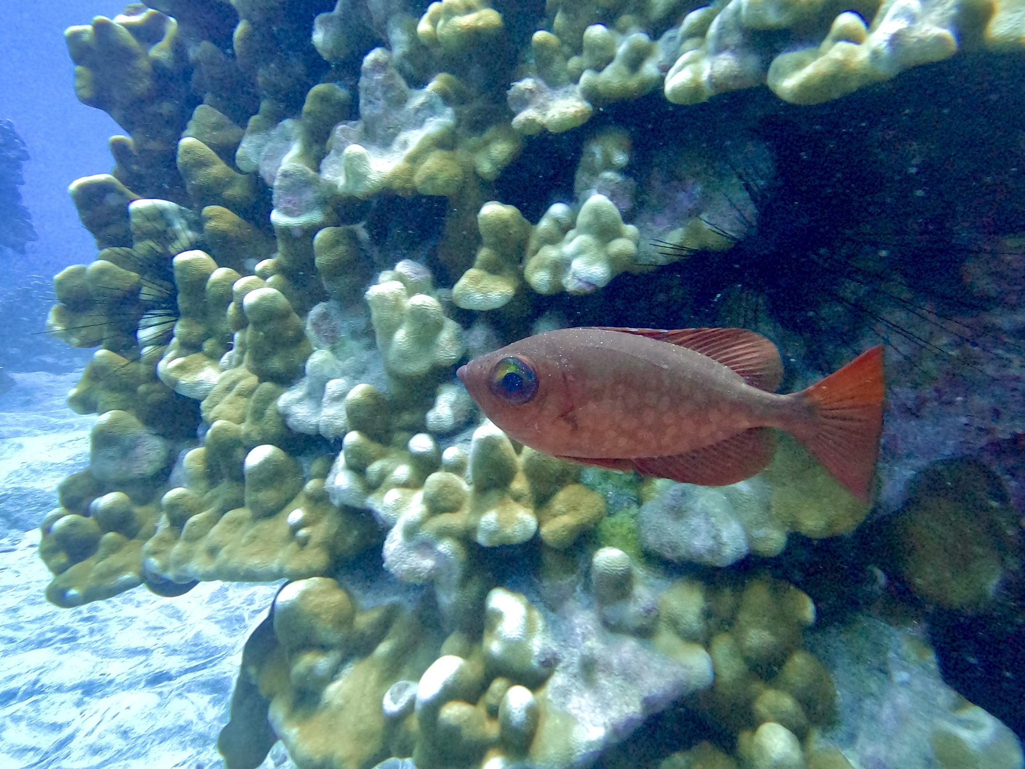 Heteropriacanthus cruentatus (Lacepède, 1801)