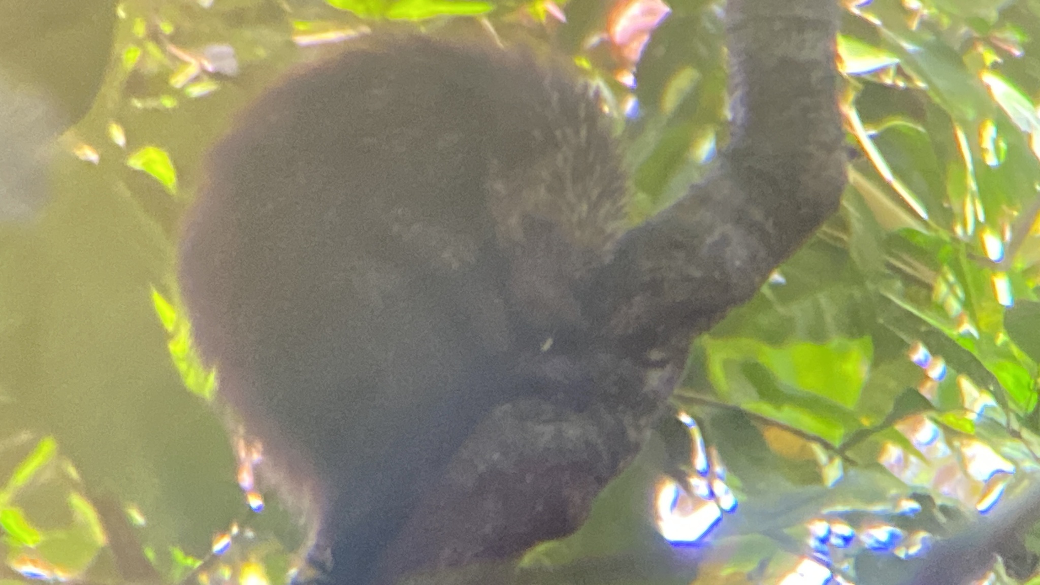 Sphiggurus mexicanus (Kerr, 1792)