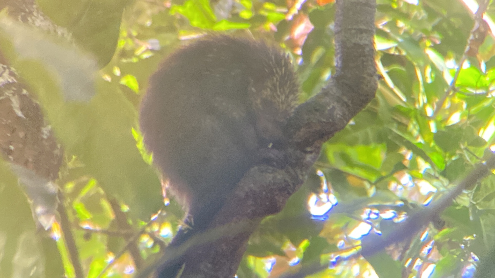 Sphiggurus mexicanus (Kerr, 1792)