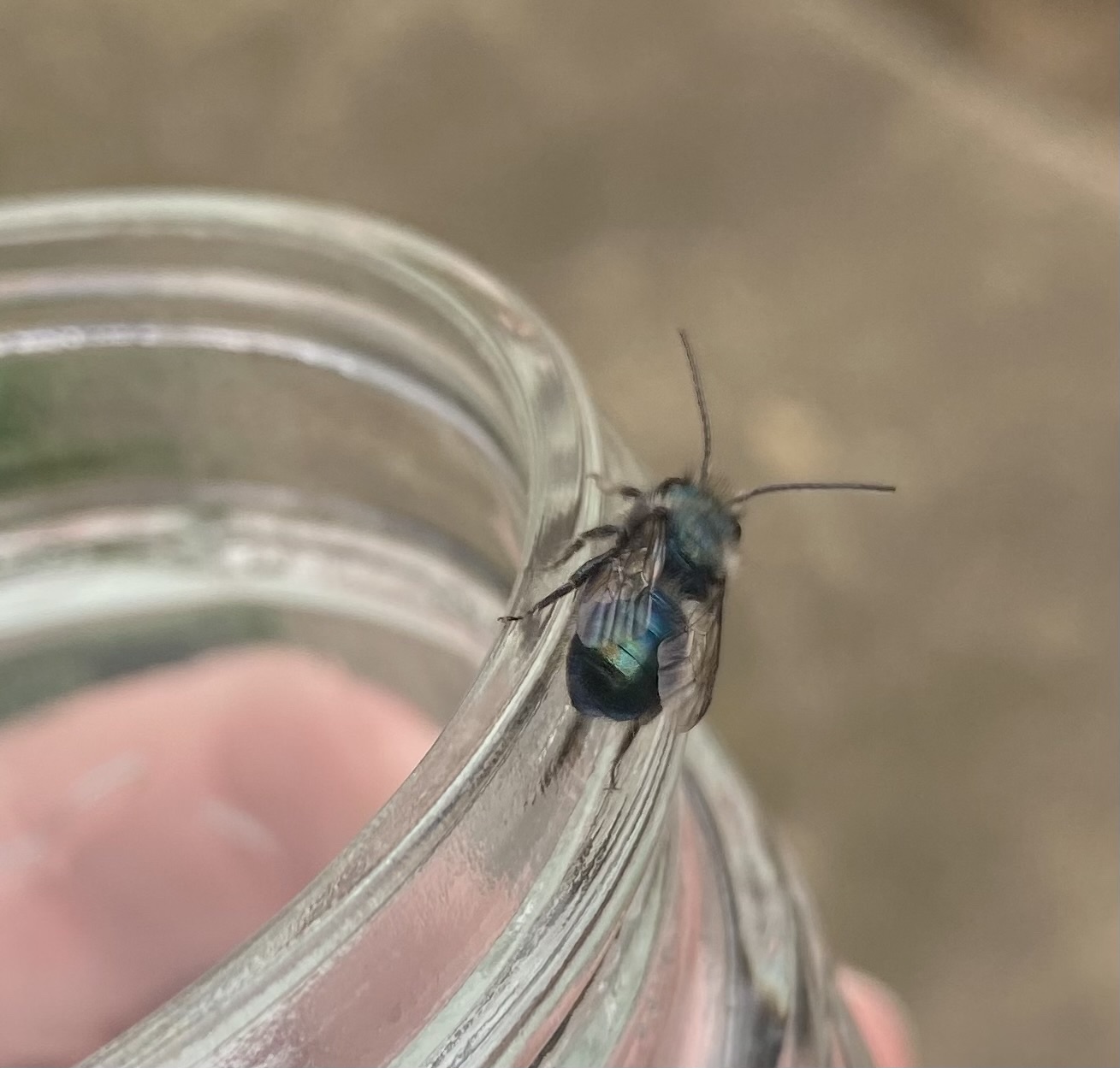 Osmia ribifloris Cockerell, 1900