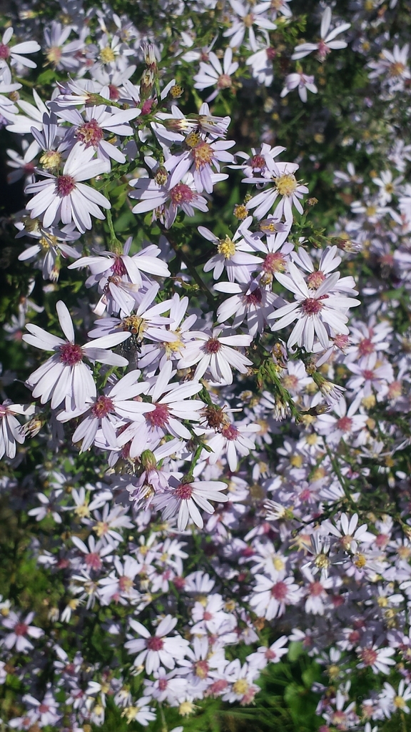 Common Blue Wood Aster (Asters of the Northeastern United States ...