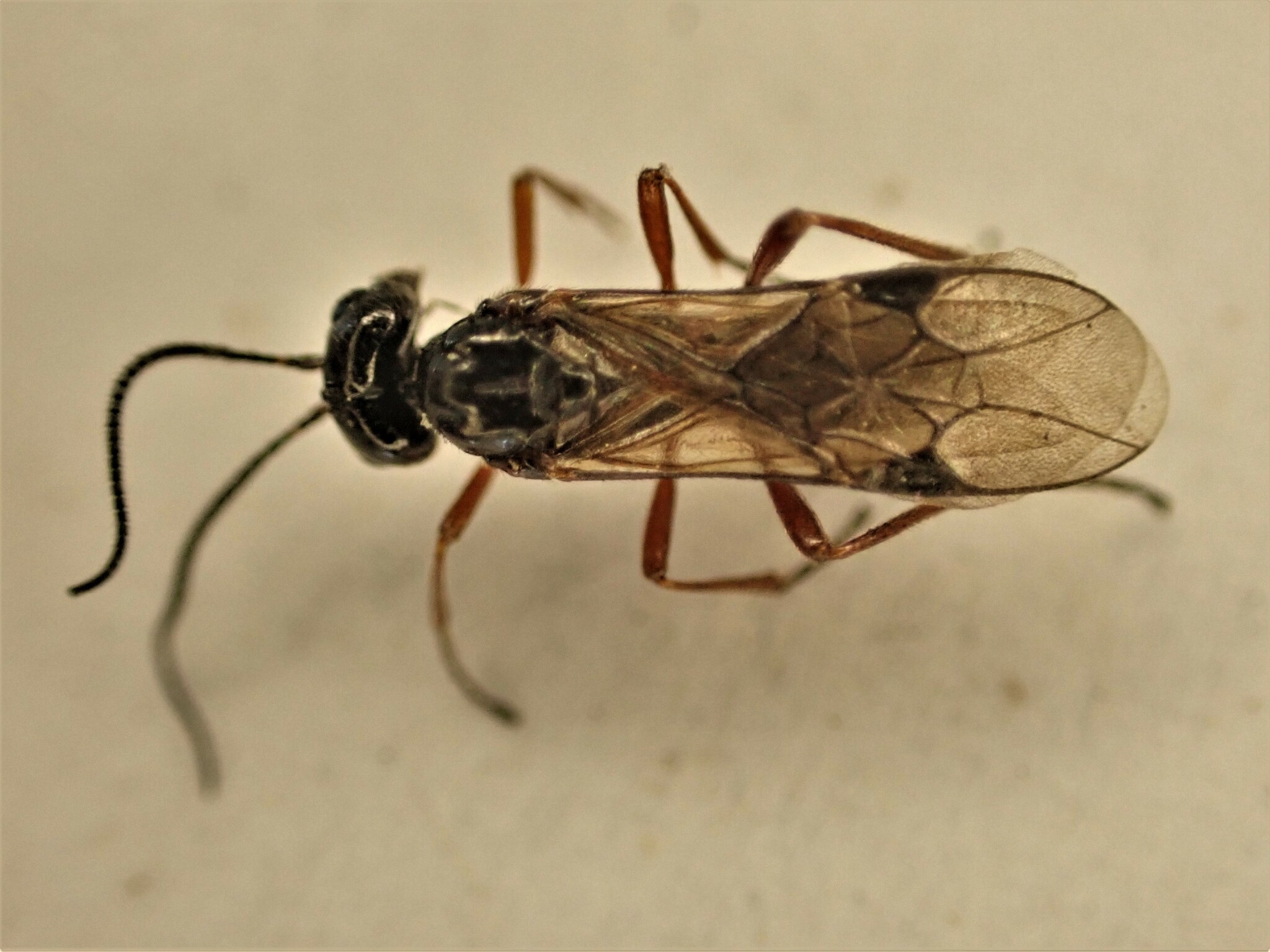 Braconidae