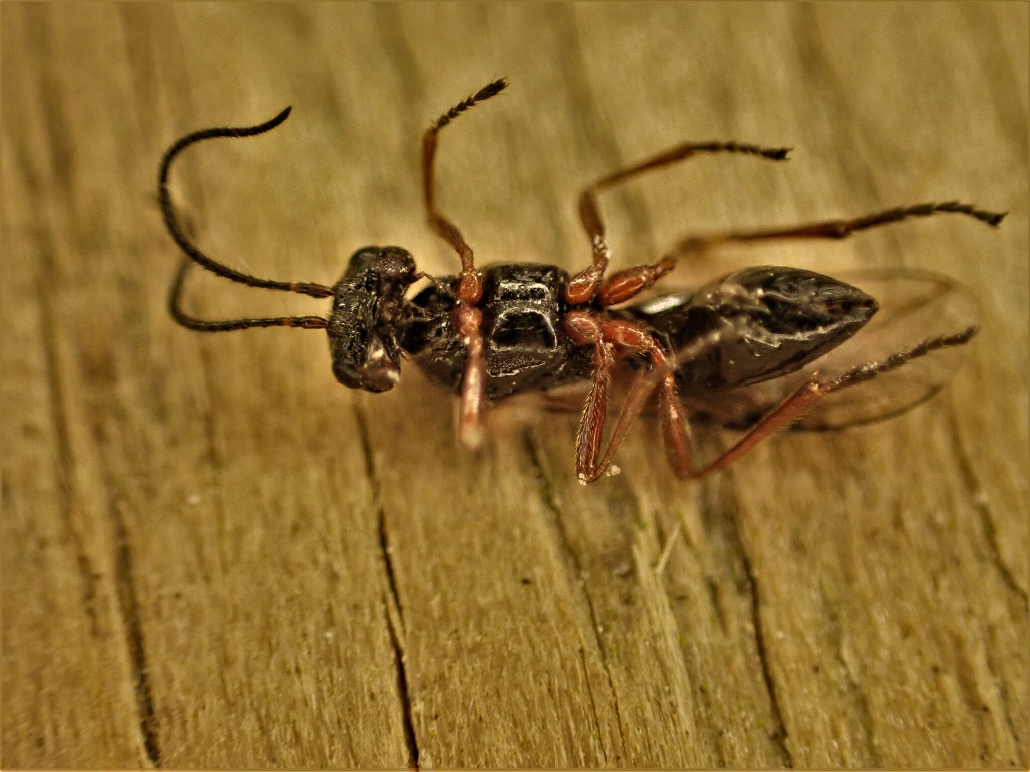 Braconidae
