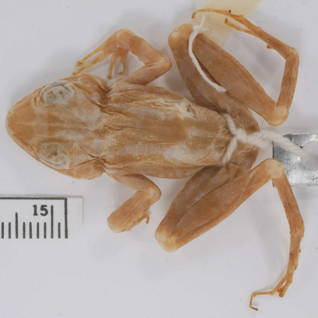 Eleutherodactylus cuneatus (Herps of Eastern Cuba) · iNaturalist