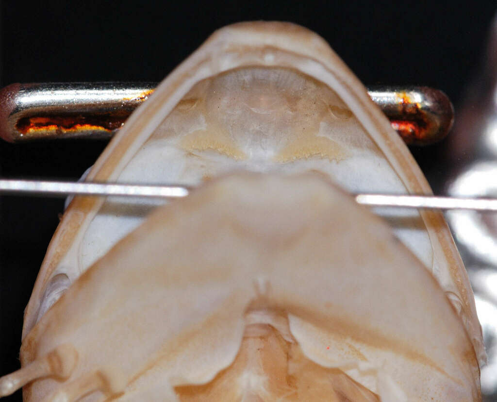 Eleutherodactylus cuneatus (Herps of Eastern Cuba) · iNaturalist