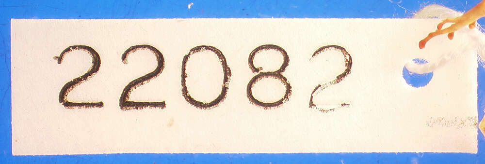 Habana Robber Frog (Herps of Eastern Cuba) · iNaturalist