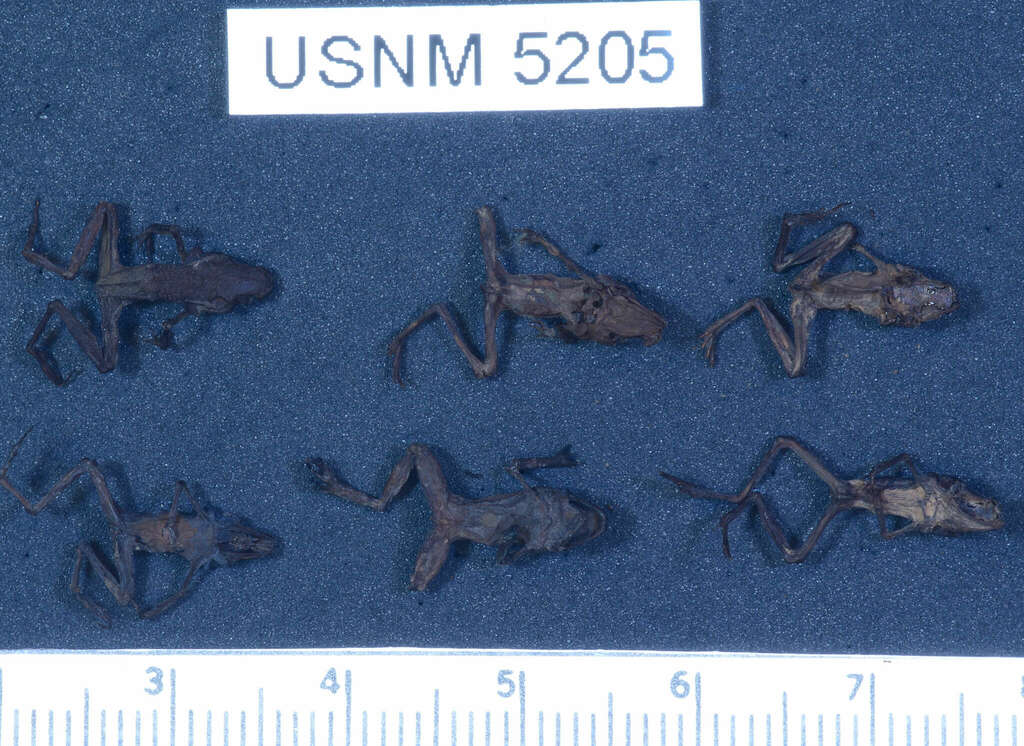 Habana Robber Frog (Herps of Eastern Cuba) · iNaturalist