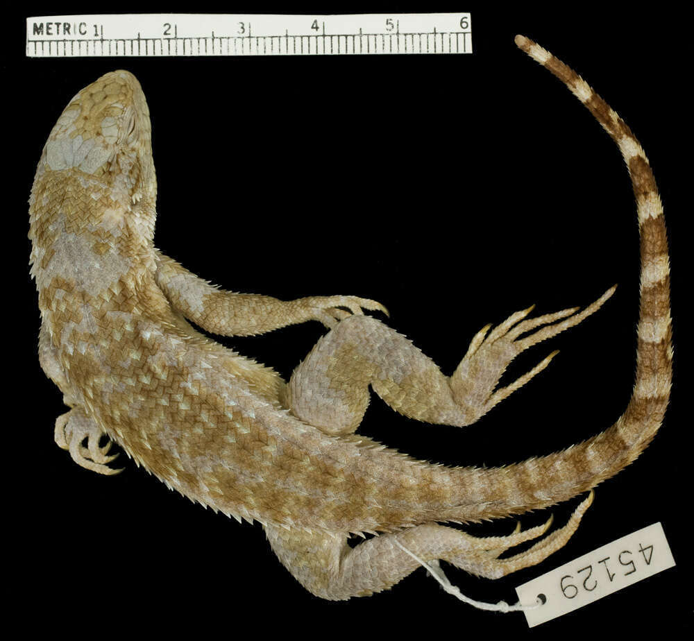 Northern Curly-tailed Lizard (Herps of Oriental Cuba) · iNaturalist