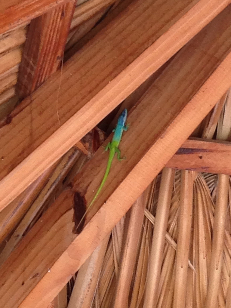 Allison's Anole (Herps of Eastern Cuba) · iNaturalist