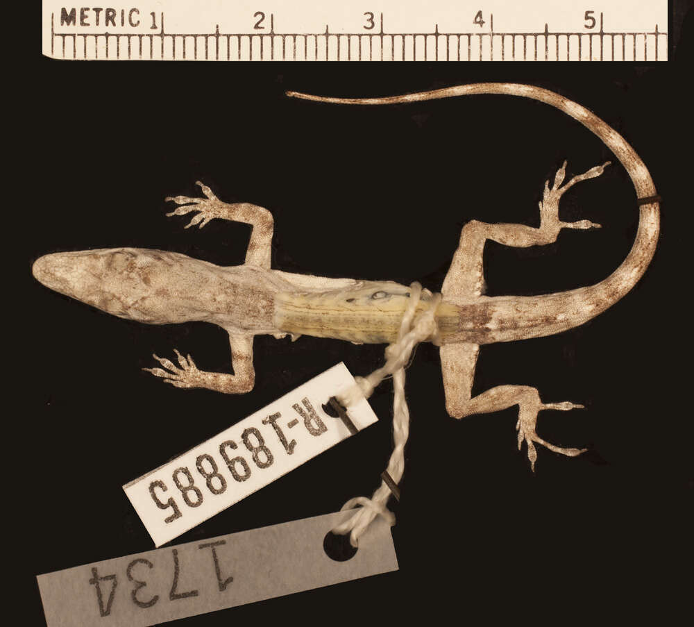 Cuban Twig Anole (Herps of Eastern Cuba) · iNaturalist