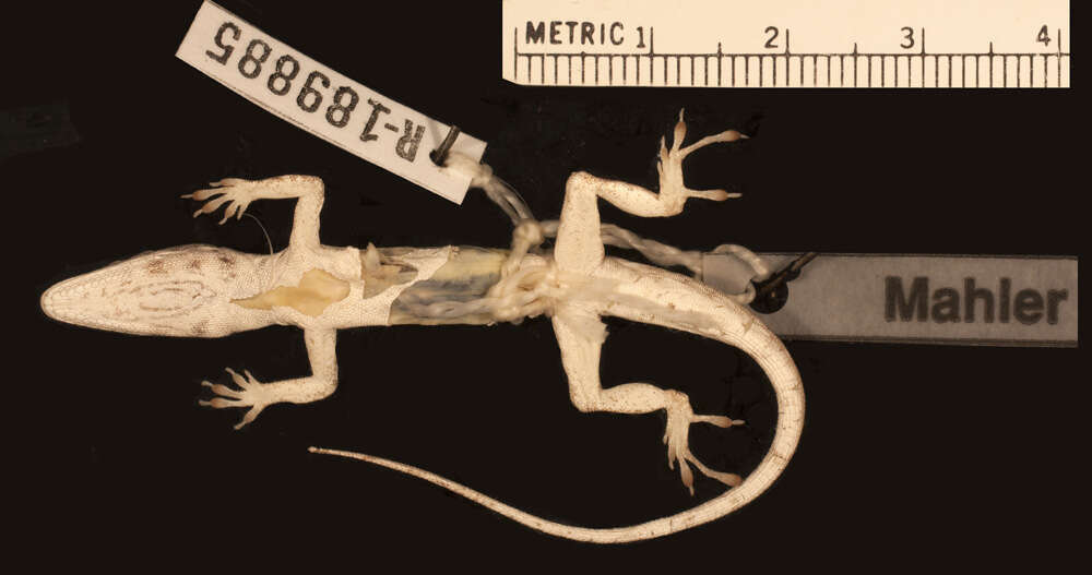 Cuban Twig Anole (Herps of Eastern Cuba) · iNaturalist