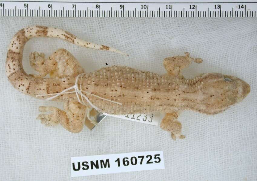 American Wall Gecko (Herps of Oriental Cuba) · iNaturalist