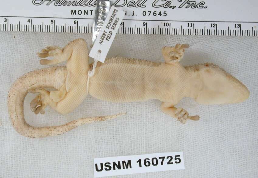 American Wall Gecko (Herps of Oriental Cuba) · iNaturalist