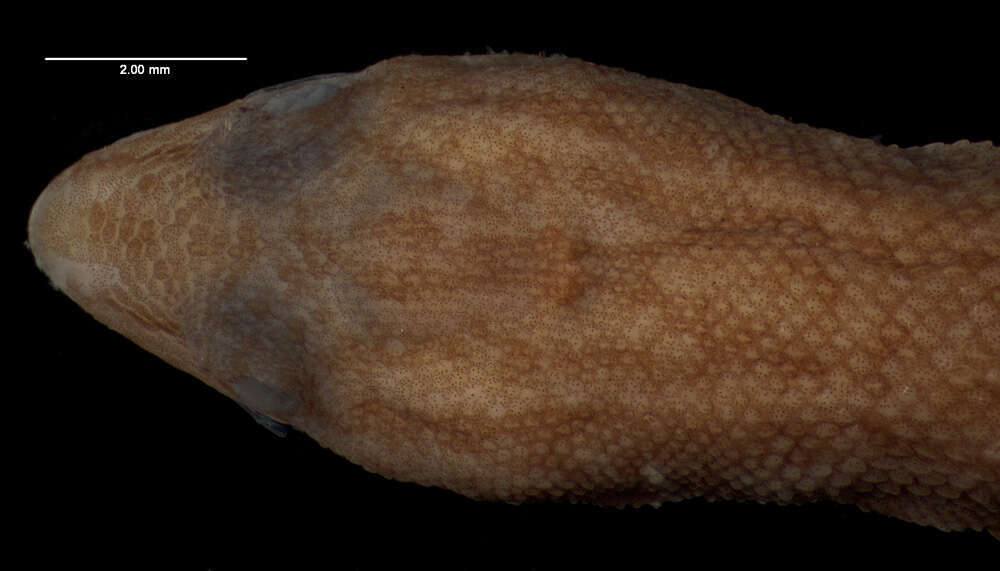 Reef Gecko (Herps of Eastern Cuba) · iNaturalist