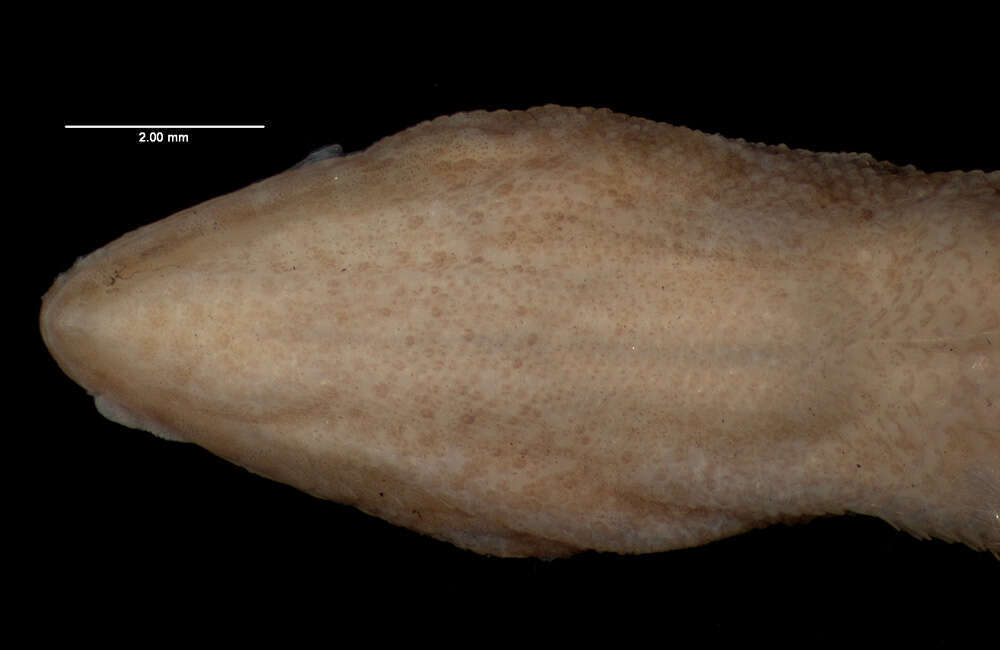 Reef Gecko (Herps of Eastern Cuba) · iNaturalist