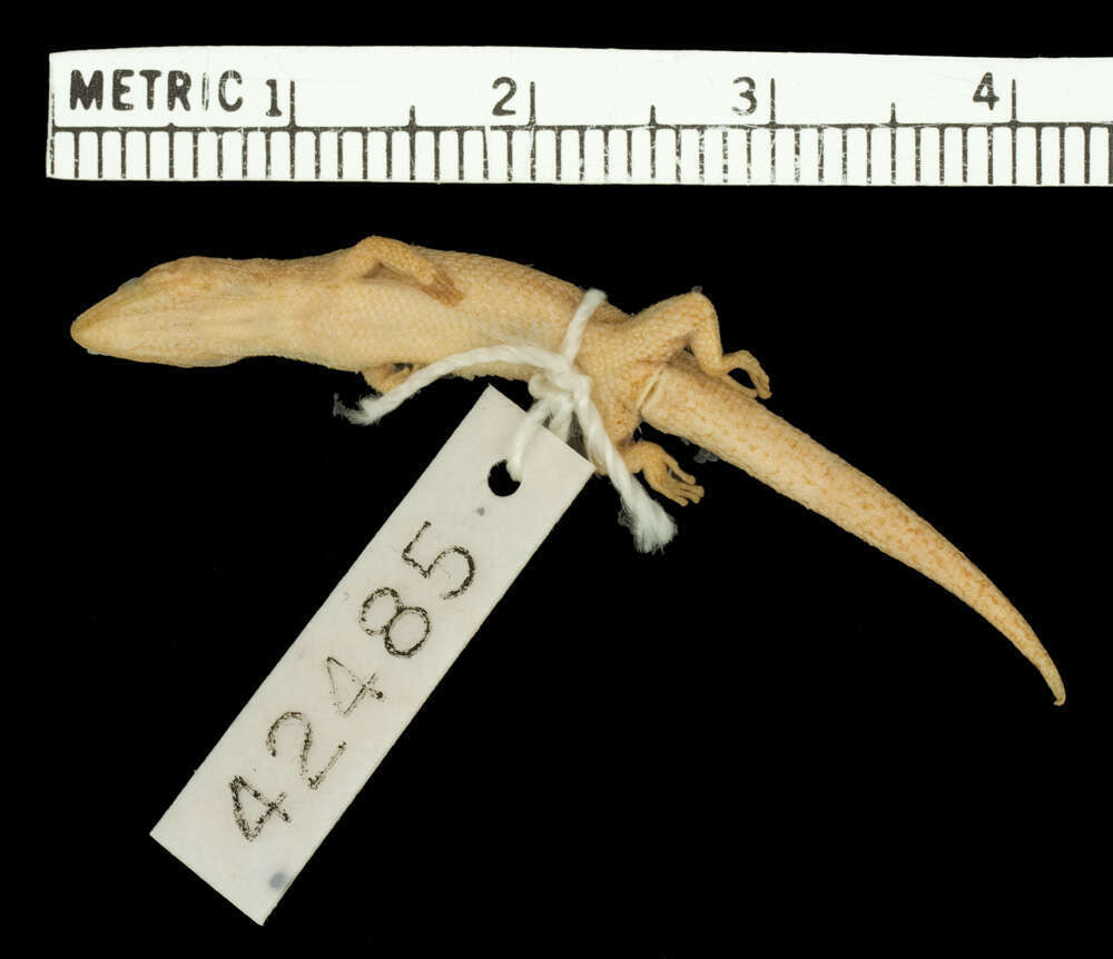 Reef Gecko (Herps of Eastern Cuba) · iNaturalist