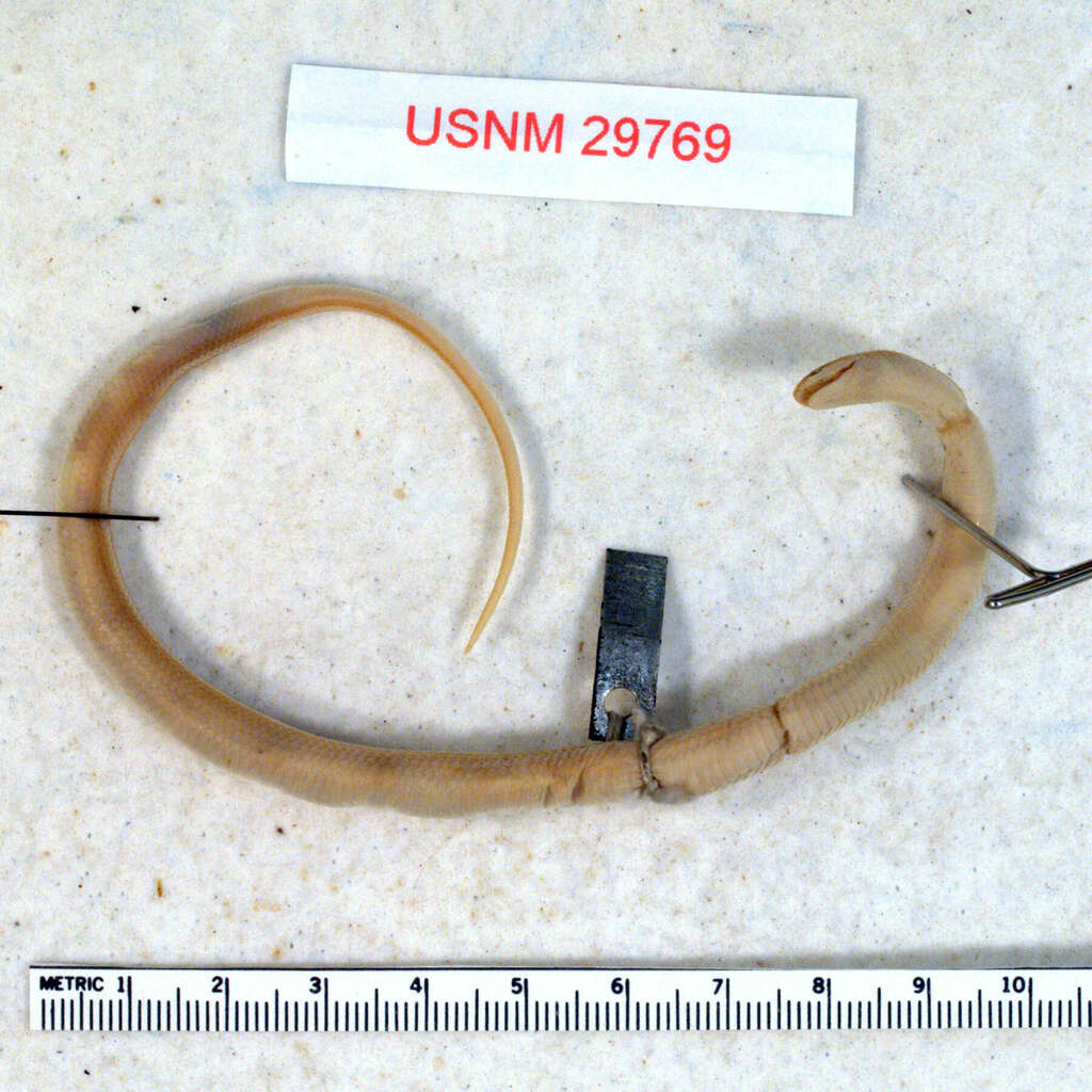 Günther's Island Racer (Herps of Eastern Cuba) · iNaturalist