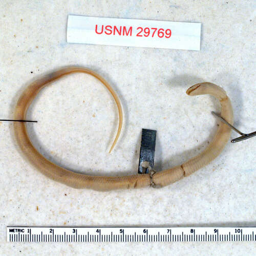 Günther's Island Racer (Herps of Eastern Cuba) · iNaturalist