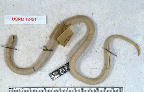 Günther's Island Racer (Herps of Eastern Cuba) · iNaturalist