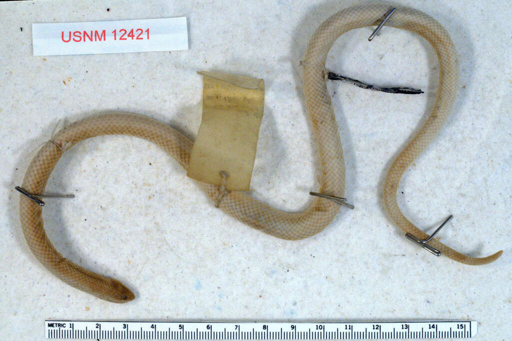 Günther's Island Racer (Herps of Eastern Cuba) · iNaturalist