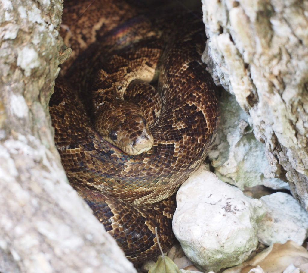 Cuban Tree Boa (Herps of Eastern Cuba) · iNaturalist
