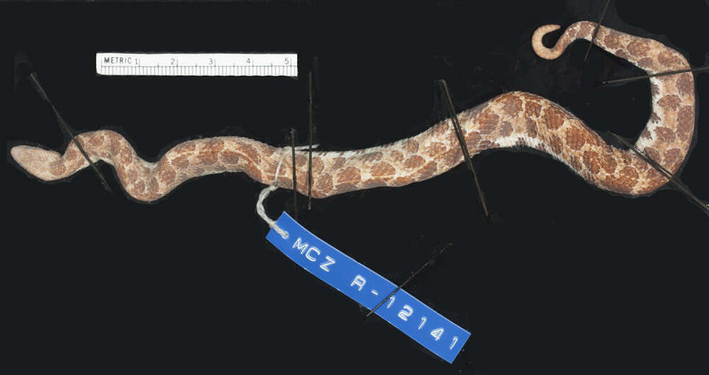 Spotted Brown Trope (Herps of Eastern Cuba) · iNaturalist