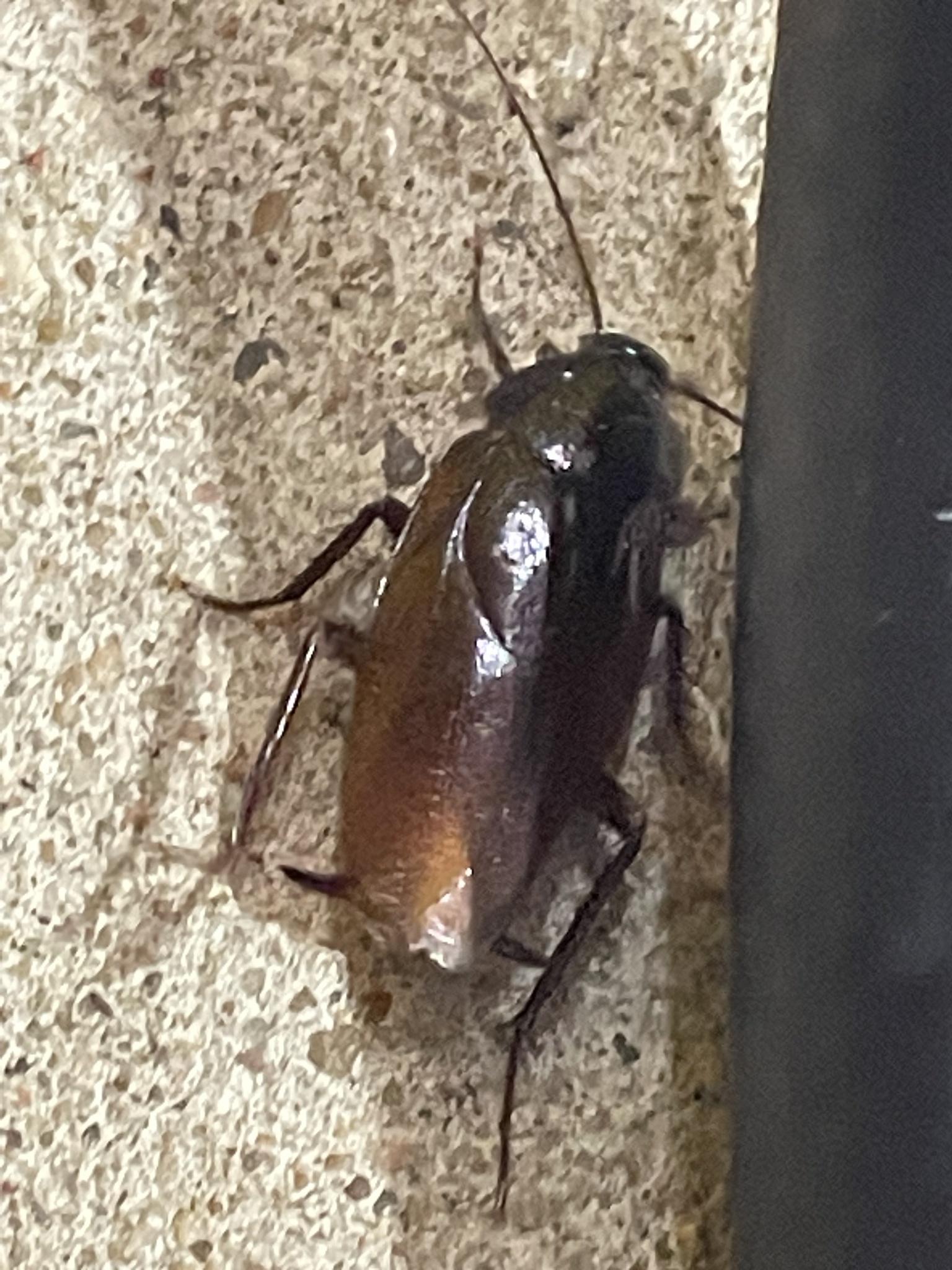 Periplaneta fuliginosa Serville, 1838