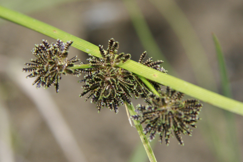 Variable Flatsedge from Wyaralong QLD 4310, Australia on June 09, 2013 ...