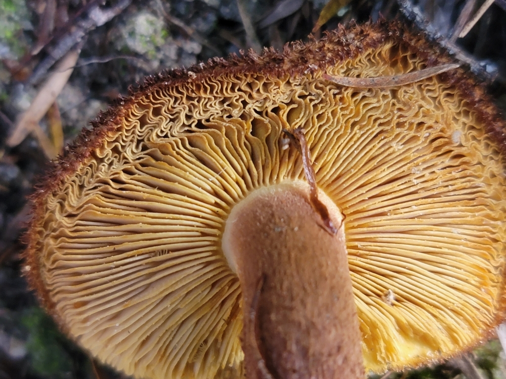 Tricholomopsis scabra from 7183, New Zealand on February 17, 2023 at 03 ...
