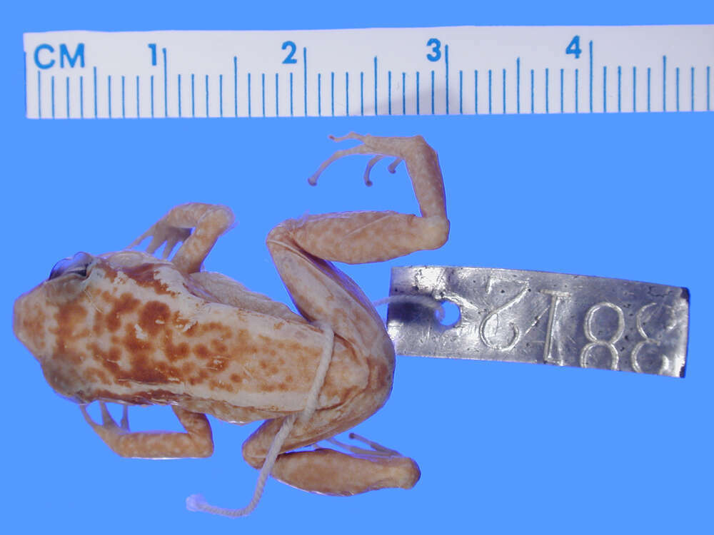 Rio Yumuri Robber Frog (Herps of Oriental Cuba) · iNaturalist