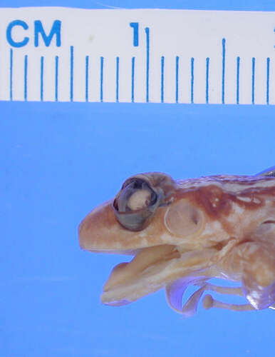 Rio Yumuri Robber Frog (Herps of Oriental Cuba) · iNaturalist