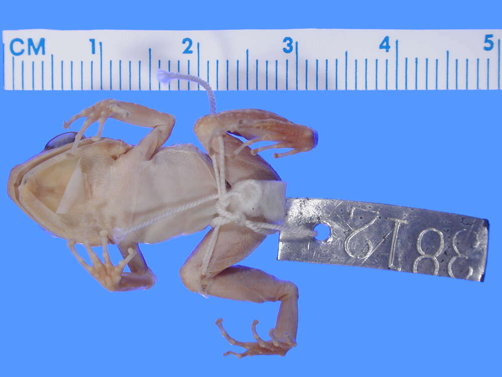 Rio Yumuri Robber Frog (Herps of Oriental Cuba) · iNaturalist