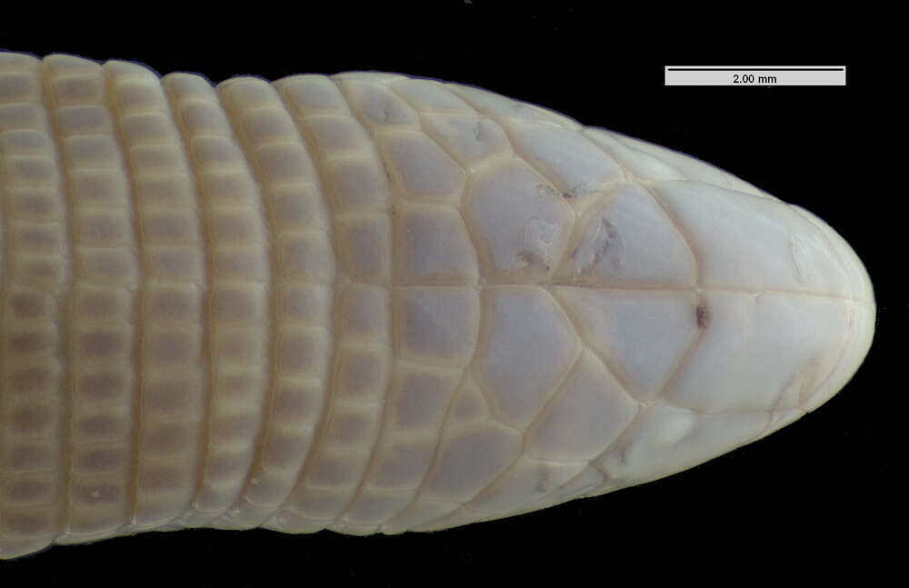 Cuban Worm Lizard (Herps of Eastern Cuba) · iNaturalist