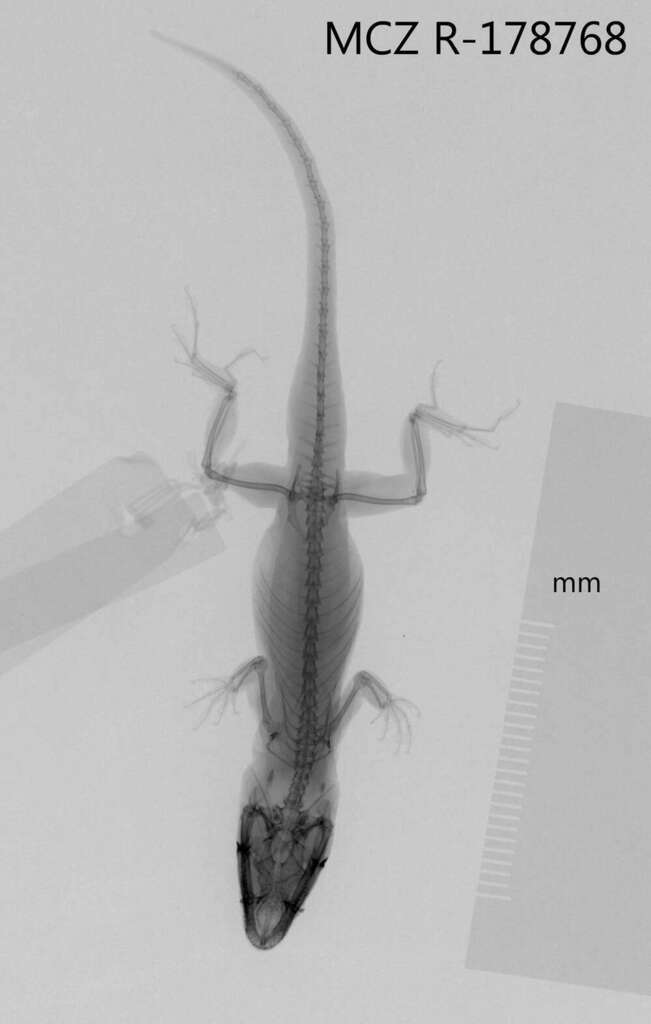 Guantanamo Twig Anole (Herps of Eastern Cuba) · iNaturalist