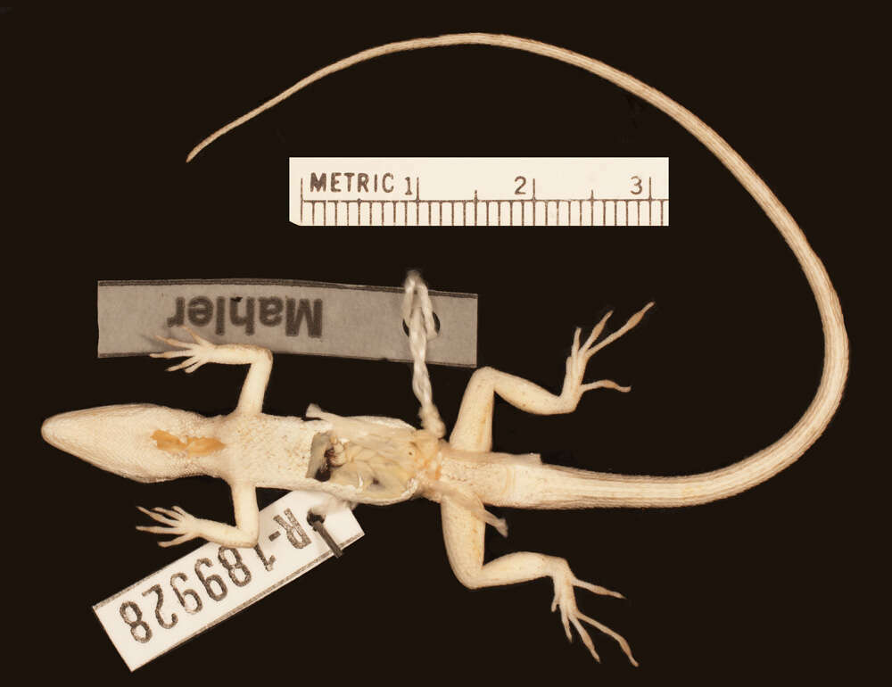 Five-striped grass anole (Herps of Eastern Cuba) · iNaturalist