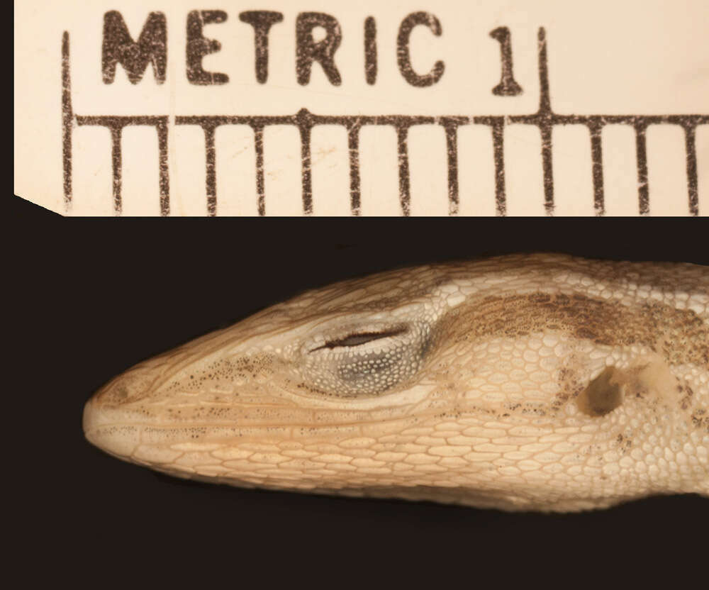 Five-striped grass anole (Herps of Eastern Cuba) · iNaturalist