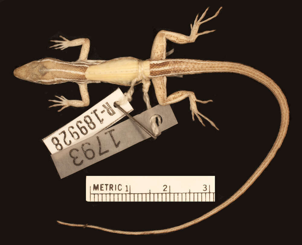 Five-striped grass anole (Herps of Eastern Cuba) · iNaturalist