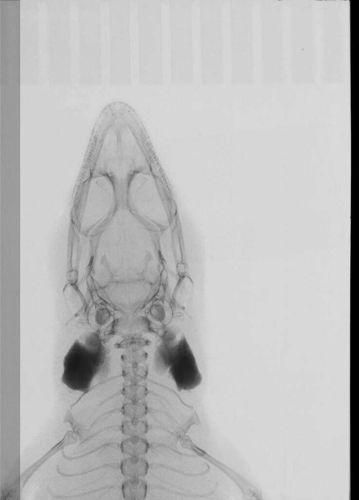 Ocellated Gecko (Herps of Eastern Cuba) · iNaturalist