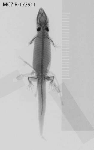 Ocellated Gecko (Herps of Eastern Cuba) · iNaturalist