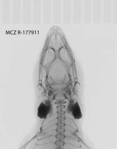 Ocellated Gecko (Herps of Eastern Cuba) · iNaturalist