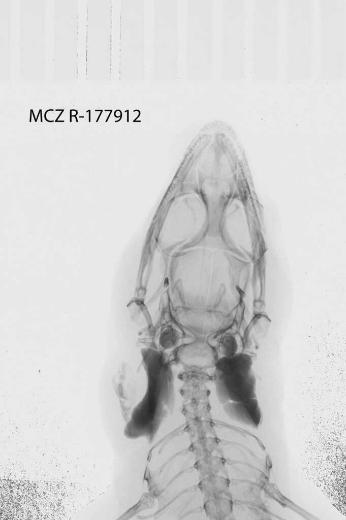 Ocellated Gecko (Herps of Eastern Cuba) · iNaturalist