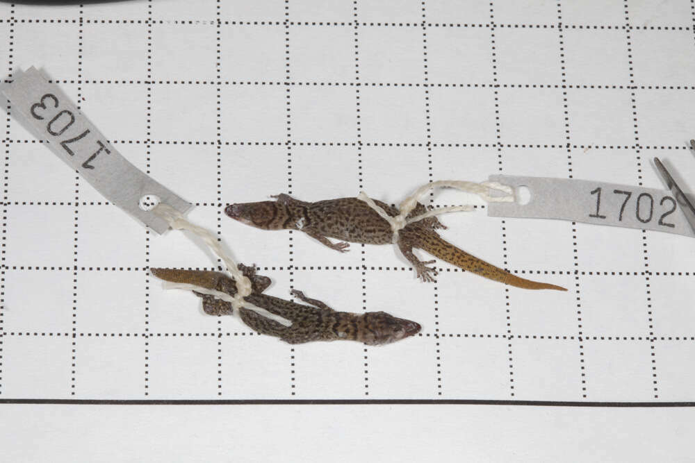 Ruibal's Least Gecko (Herps of Eastern Cuba) · iNaturalist