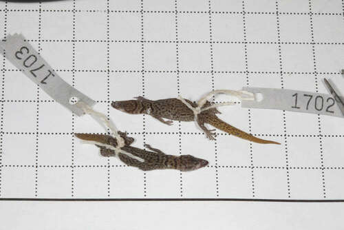 Ruibal's Least Gecko (Herps of Eastern Cuba) · iNaturalist