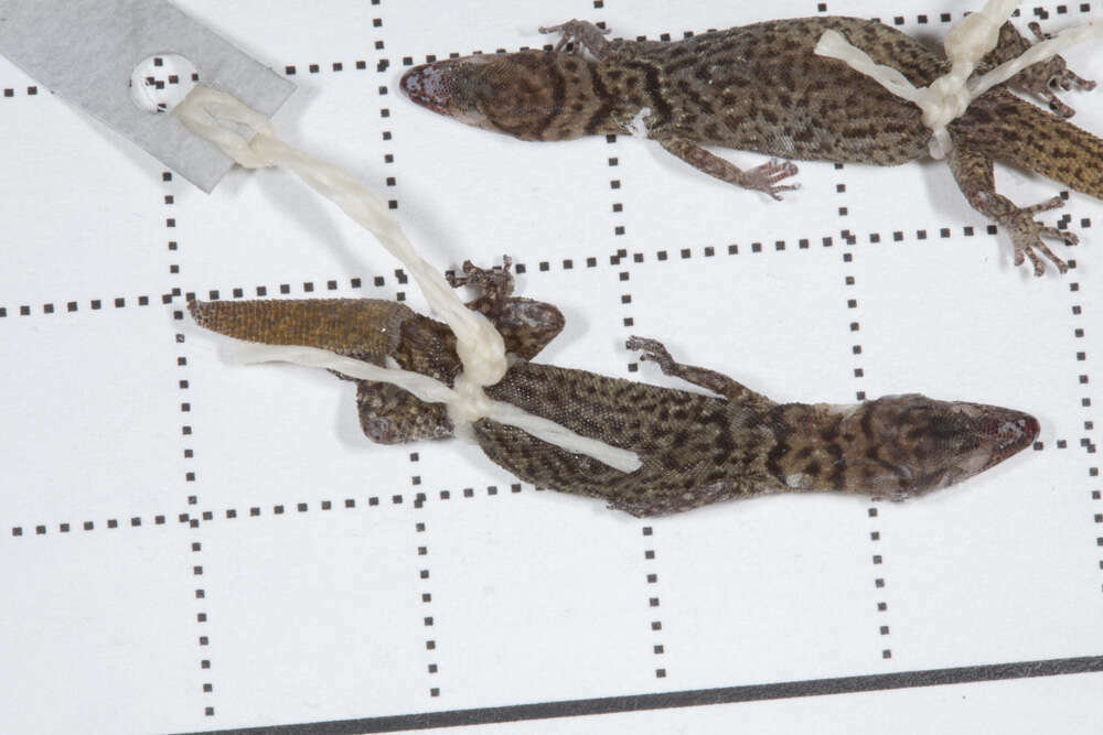 Ruibal's Least Gecko (Herps of Eastern Cuba) · iNaturalist